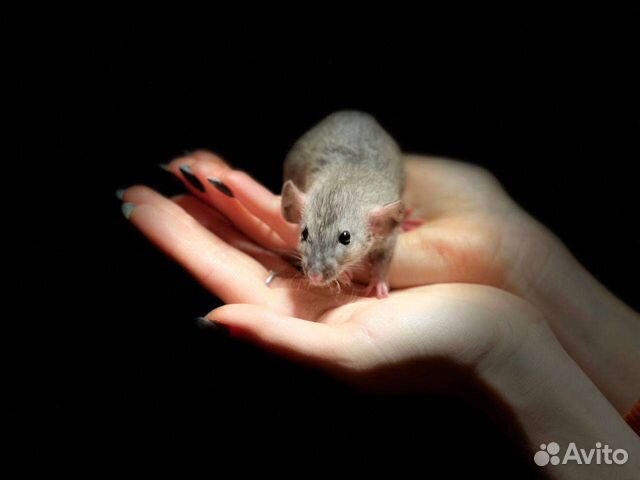 Крысята агути рекс