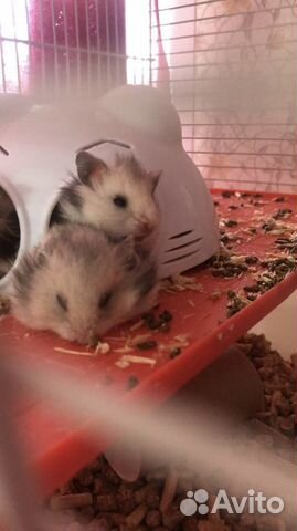 Сирийский хомяк