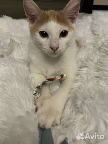 Котики бесплатно