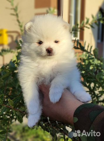 Померанский шпиц мини