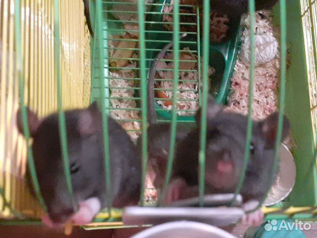 Крыса дамбо