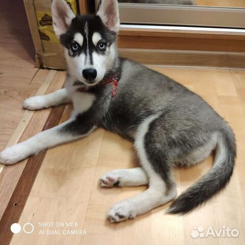Продаю щенка хаски