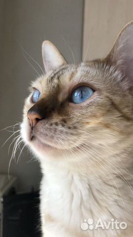 Бенгальская кошка