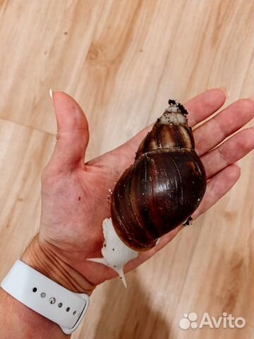 Улитка ахатина