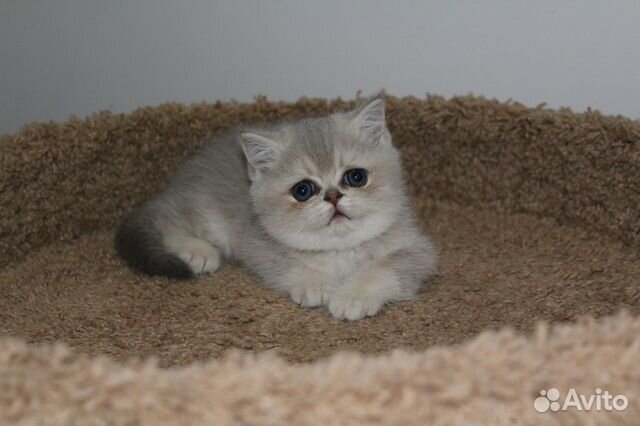 Шиншиллы с кукольными мордочками