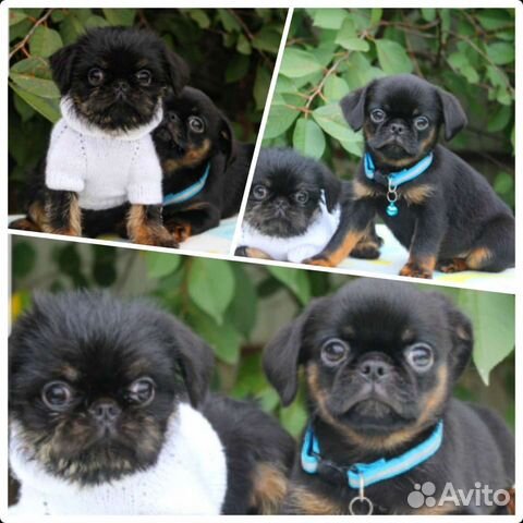 Шокогенные мальчики