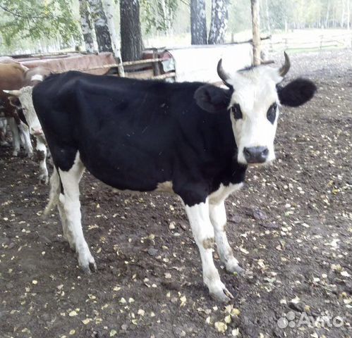Тёлка 1,5 года от высокоудойной коровы