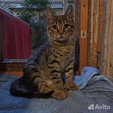 Котик Чарли