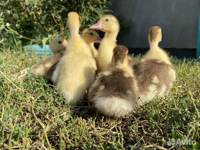 Индоутята 10 шт