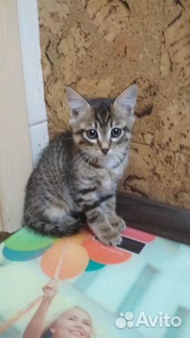 Котенок в дар