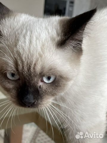 Сиамский котенок с набором