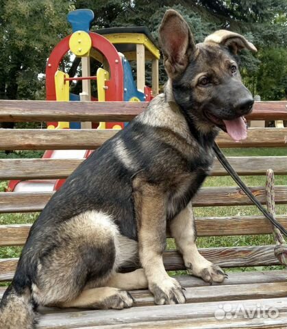 Щенок восточноевропейской овчарки