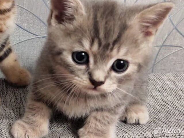 Котенок британская полосатая