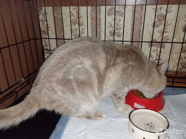 Кошка шотланка в добрые руки