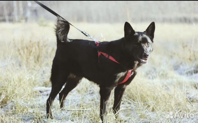 Собаку сдали в приют и она никому не нужна