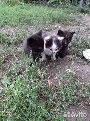 Котята