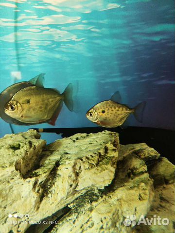 Метинисы, 5 шт, стайка, или "серебряный доллар"