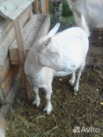 Коза дойная можно на мясо
