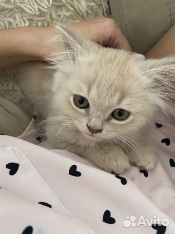 Котенок девочка