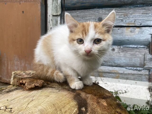 Лучезарный, бело-рыженький котенок