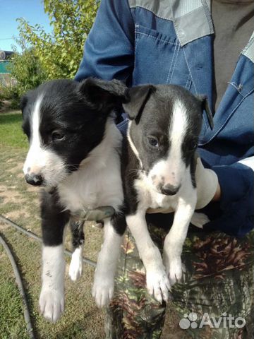 Хортые борзые