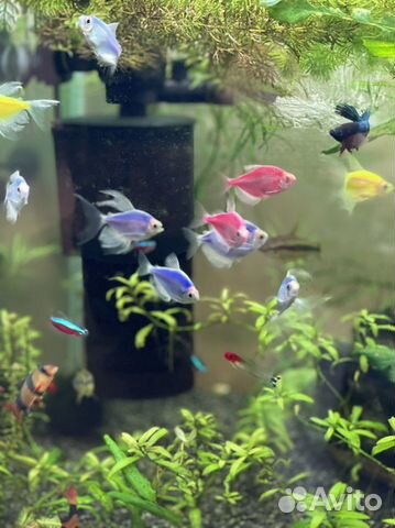 Аквариумные рыбки