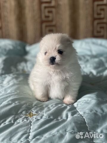 Девочка померанского шпица