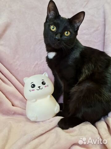 Котенок Карамелька, 6 мес