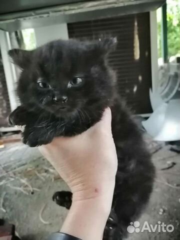 Кошка в дар