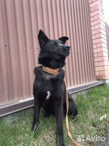 Мушка - собака в добрые руки