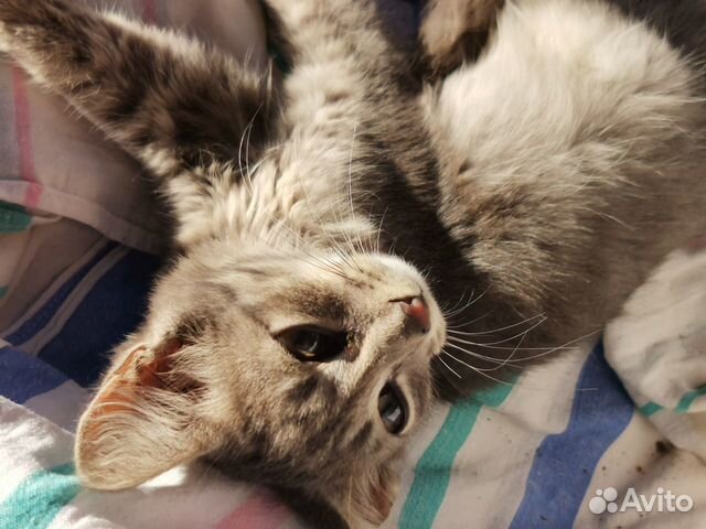 Котёнок охотник в дар