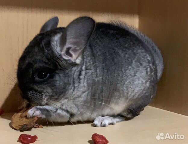 Шиншилла Черный Бархат нкпа, нфс