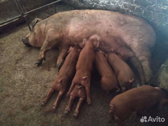 Продаются поросята породы дюрок