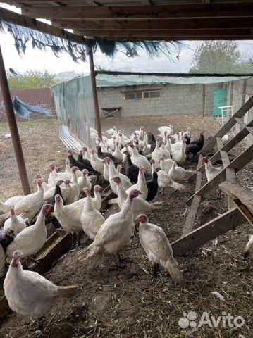 Индюки бройлеры