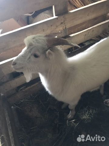 Козел на племя зааненский