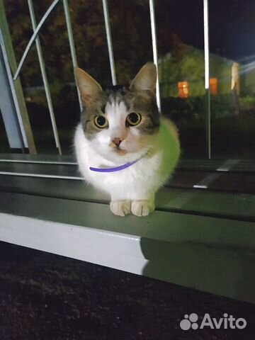 Брошенный кот