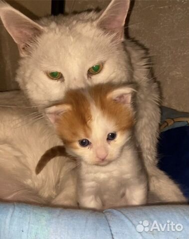 Котенок мэйнкун