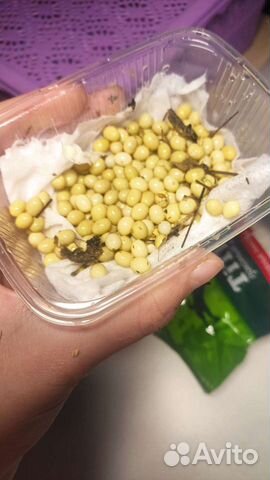 Яйца улиток ахатин,вылуп 26.09.21