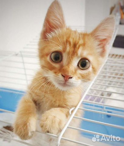 Рыжулик ищет семью