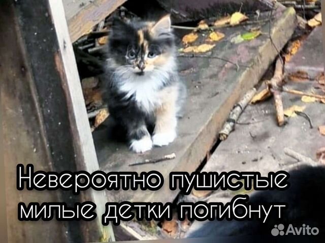 Котята, котёнок пушистые чёрные и трёхцветная