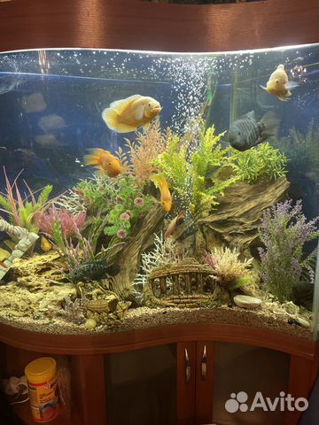 Аквариум с тумбой бу с рыбками фильтрамии внутренн