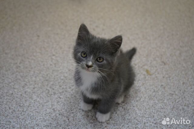 Феклуша ищет дом