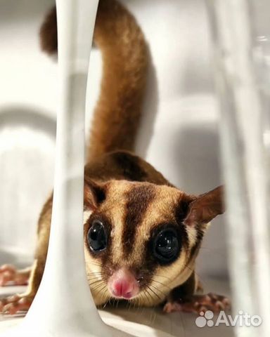 Белки летяги