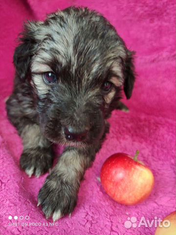 Щенок для вас