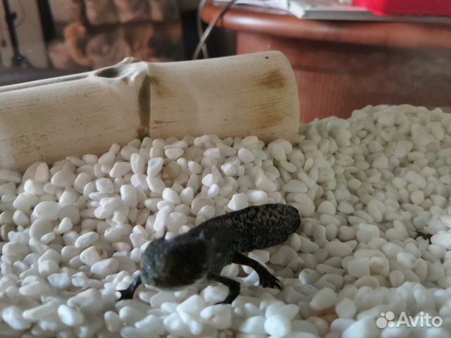 Аксолотль с аквариумом
