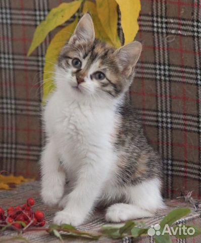 Трехцветные котята Лика и Зося 2 месяца в дар