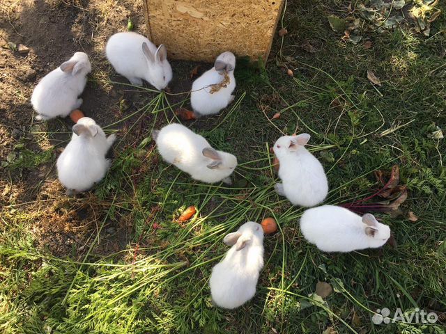 Кролик Калифорнийский