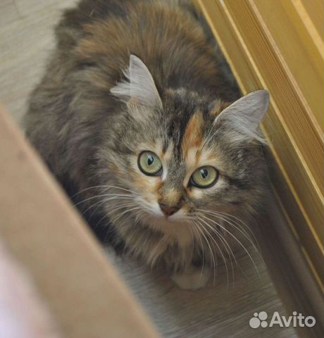 Кошка Луна из приюта