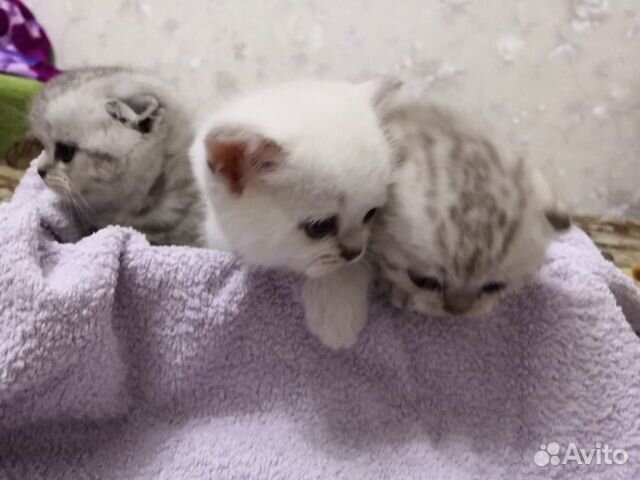 Шотландские котята