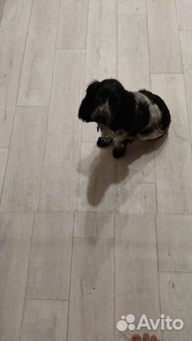 Русский спаниель щенок